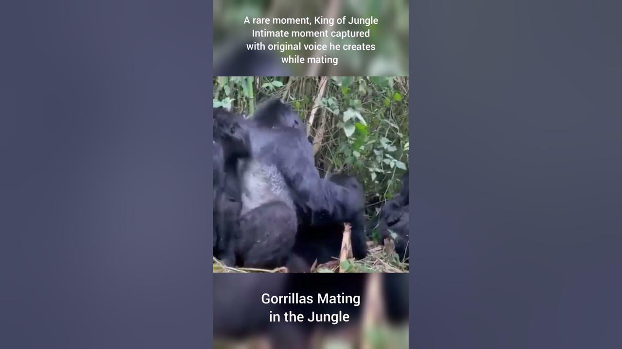 Gorilla Mating In The Forest Rare Footage Youtube