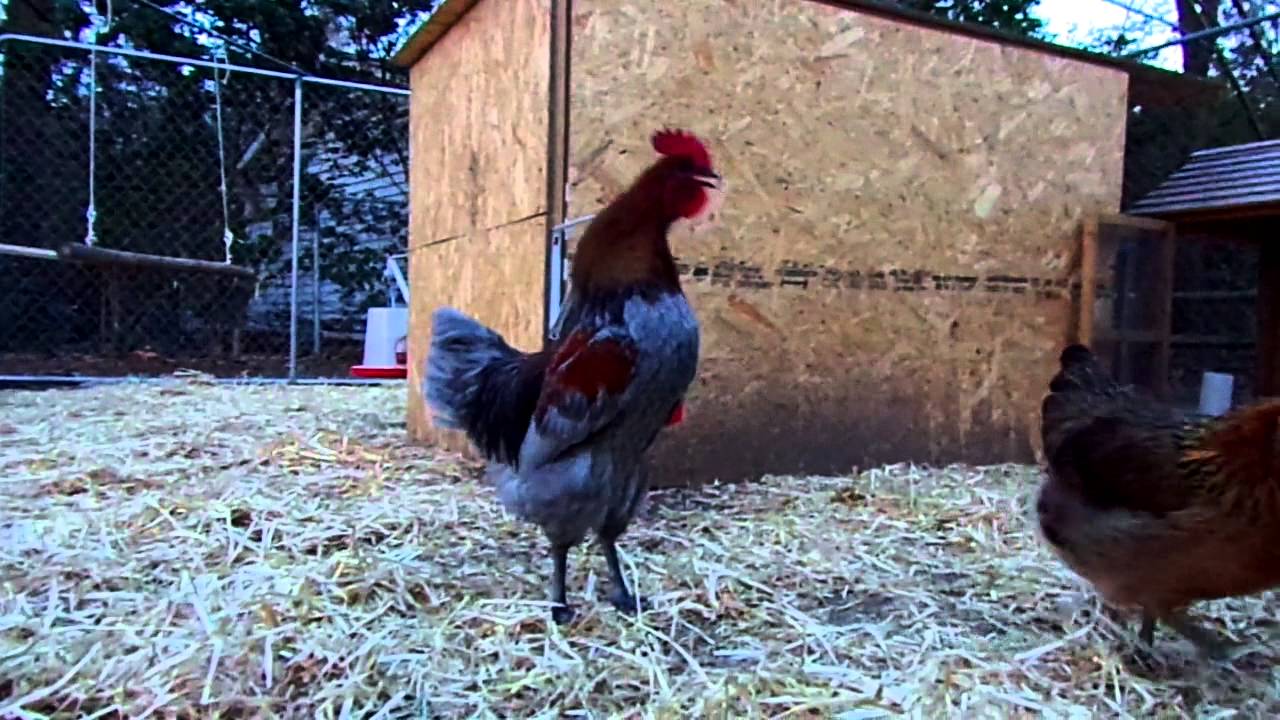 Blue Copper Maran Rooster Crowing - YouTube