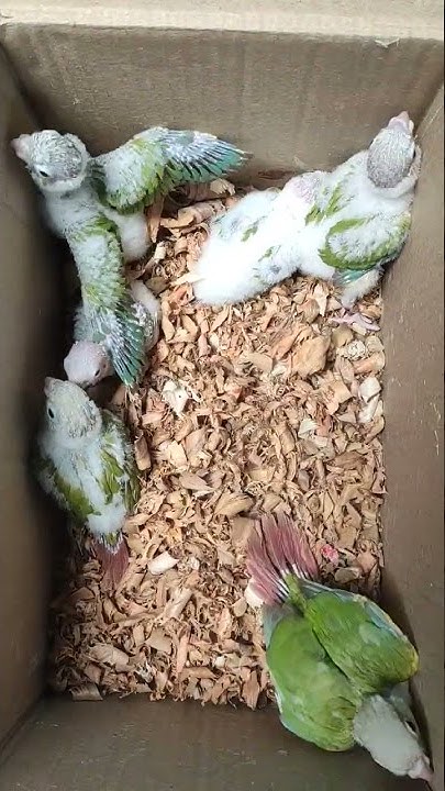 #Tamed conure, #Hand feeding chicks, #Hosur birds, #Beauti birds - YouTube
