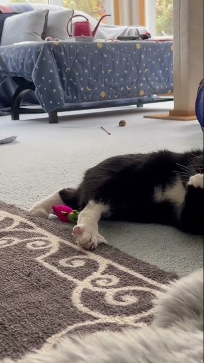 After a night of separation they are behaving better! Enjoying the catnip toys I bought for them ...