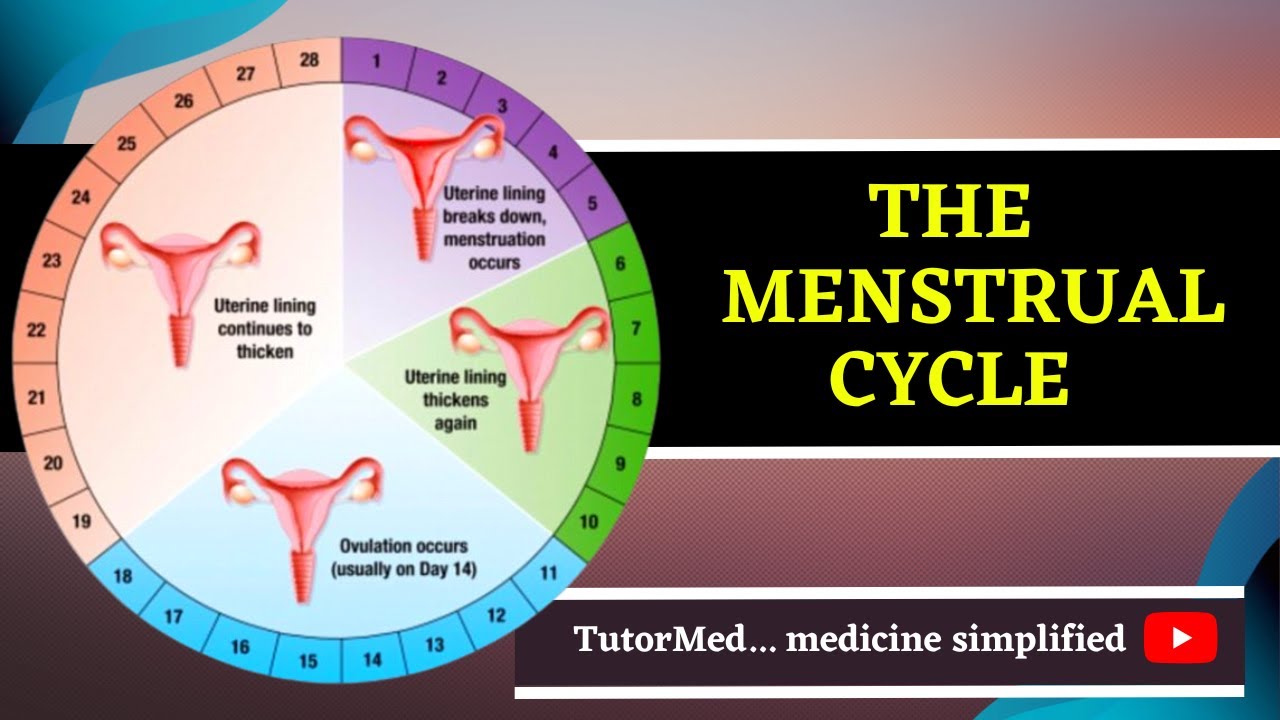 Top Things to know about the Menstrual Cycle | #gynecology - YouTube