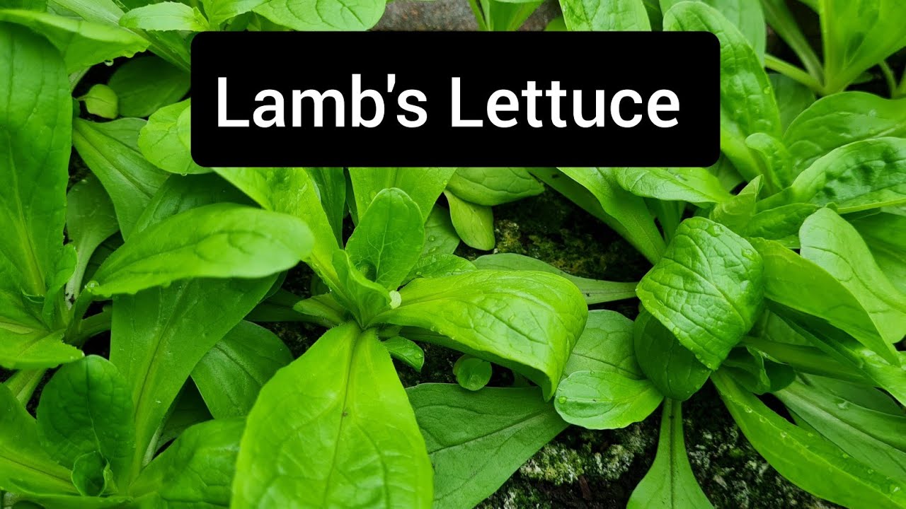 How to harvest lamb's lettuce - corn salad (mache) leaves - YouTube