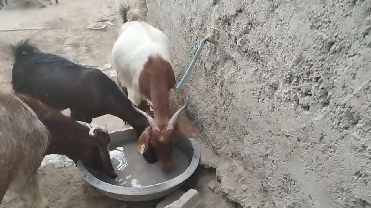 Goats drinking water #goats #shorts - YouTube