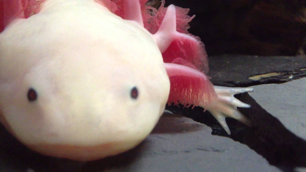 AXolotl Beauty - YouTube