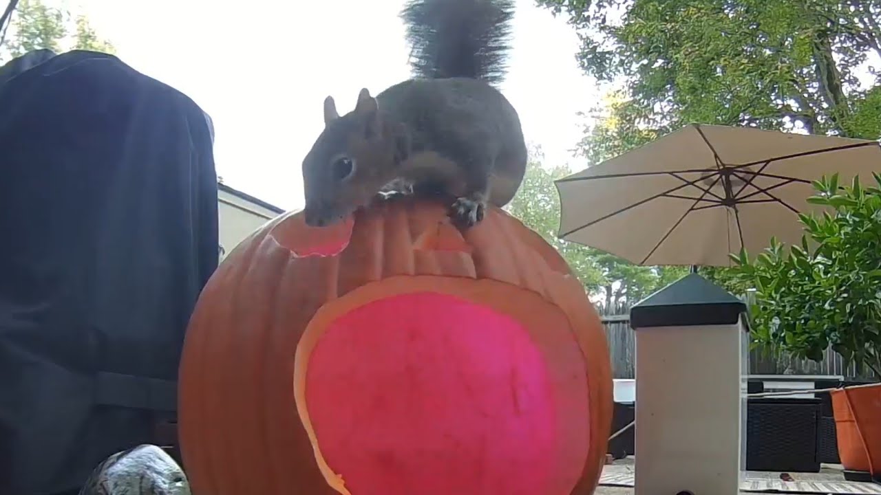 Chipmunk & Squirrel Discover Their Pumpkin Treasure! [4K] - YouTube