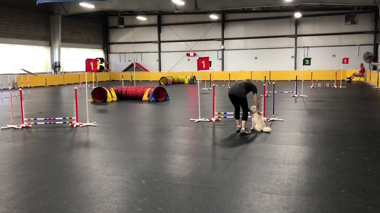 Coop, CPE Dog Agility, Snooker Level 5 - YouTube