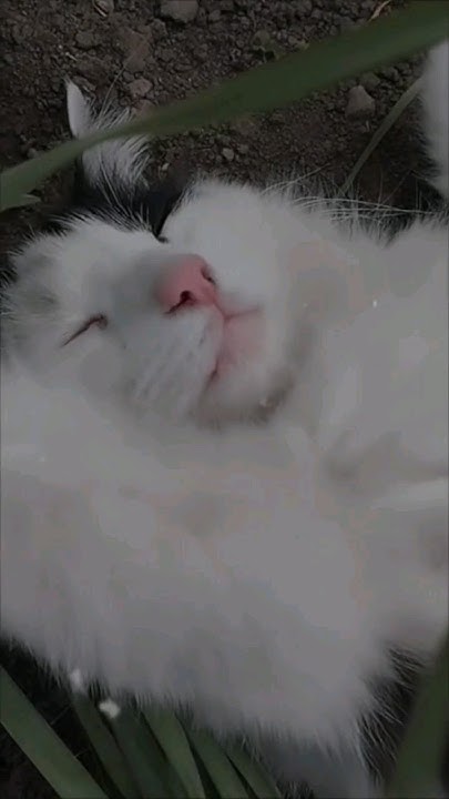 от работы кони дохнут #cat #кот - YouTube