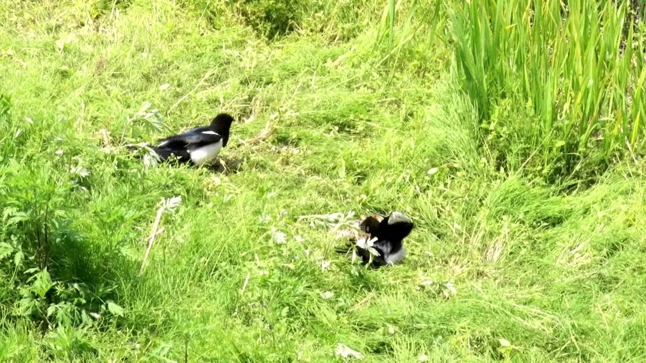까치부부 (magpie Couple) 와 누룩뱀(Cat snake, Dione's ratsnake)의 싸움_#video ...