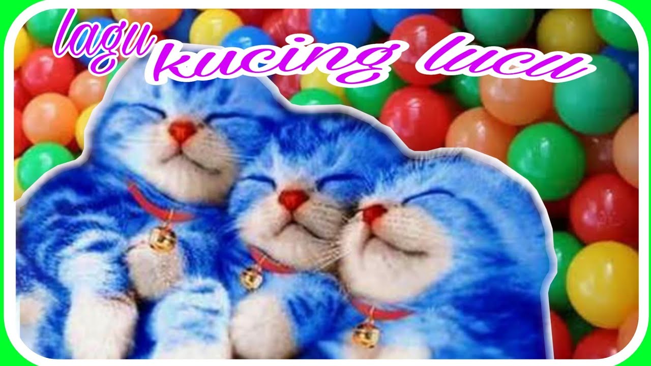 lagu kucing lucu || lagu anak terbaru - YouTube