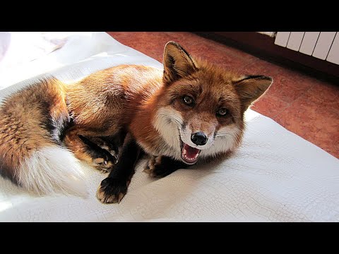 Good Morning Fox - YouTube