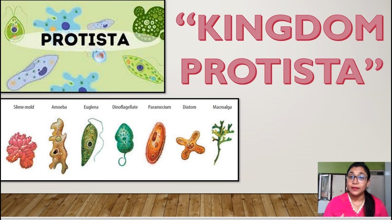 BIOLOGICAL CLASSIFICATION (PART 3) KINGDOM PROTISTA - YouTube
