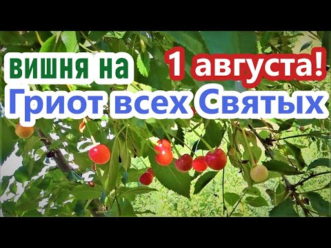 Уникальный древний сорт вишни ГРИОТ ВСЕХ СВЯТЫХ /сохранился до наших ...