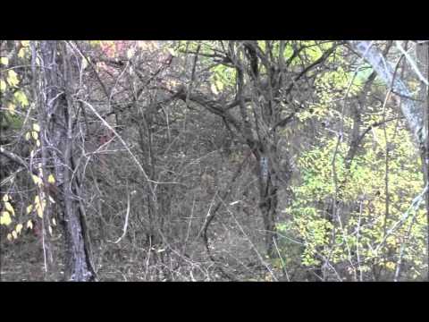 2012 Deer hunt (Delaware State Park) - YouTube