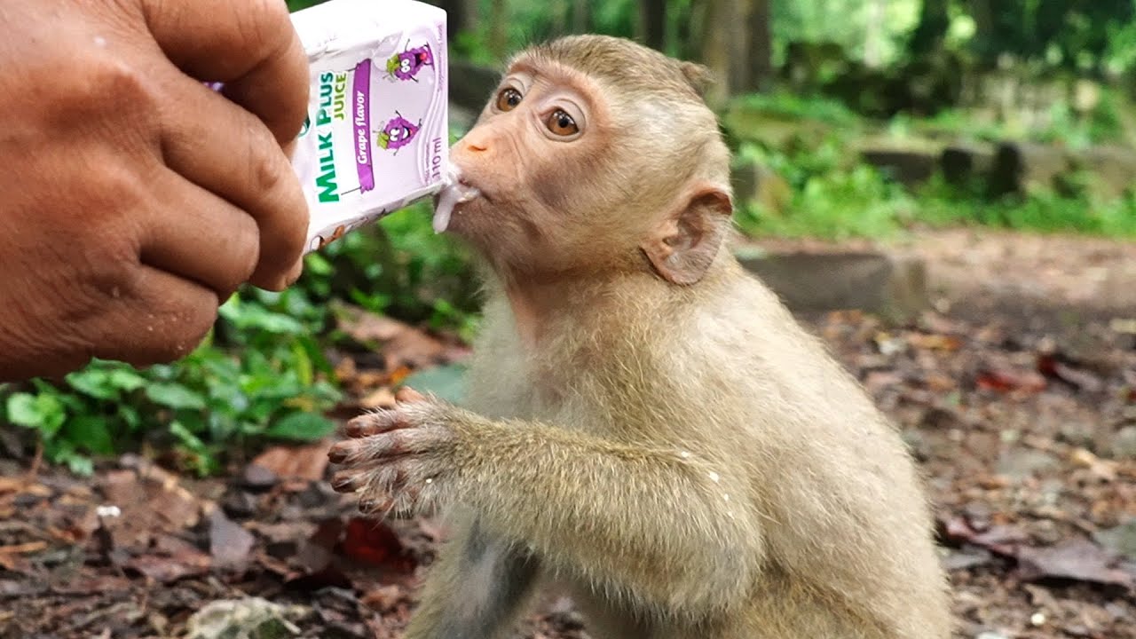 We have milk to share with cutie Rainbow - YouTube