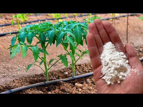TOMATOES WILL INSTANTLY BE 100% FERTILIZED, phytophthora will disappear forever! Organic fertilizer.