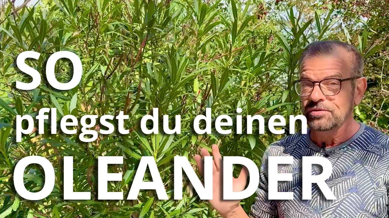 SO pflegst du deinen OLEANDER - YouTube
