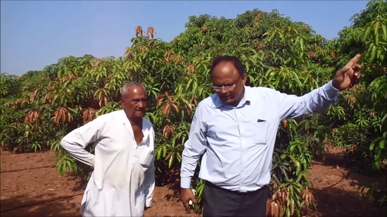 CHES, VEJALPUR HEAD VISIT TO GOPAL MANGO FARM, HALOL, GUJARAT - YouTube