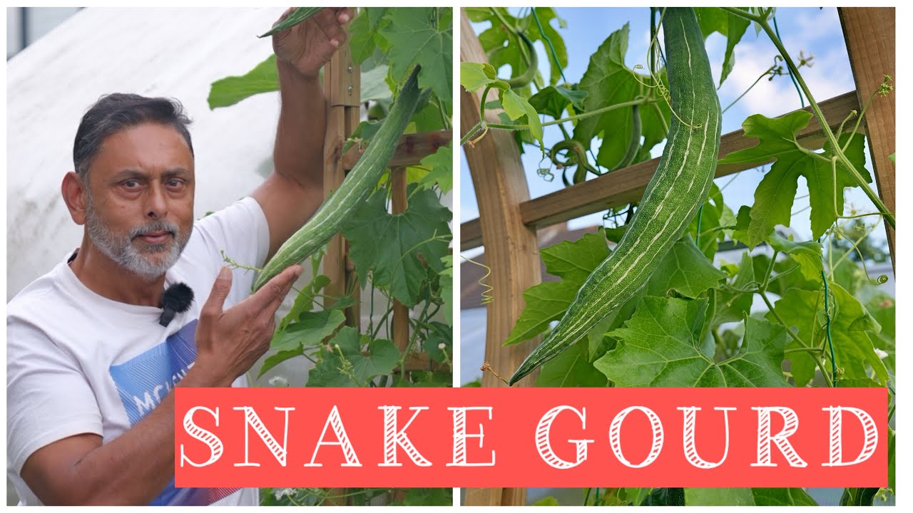 HOW TO GROW SNAKE GOURD FROM SEEDS TO HARVEST | Bangladeshi Chichinda ...