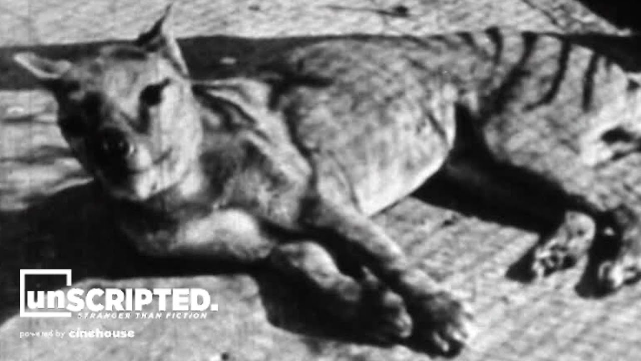 How a rare tiger got extinct | Animal Doc | Extinct - YouTube
