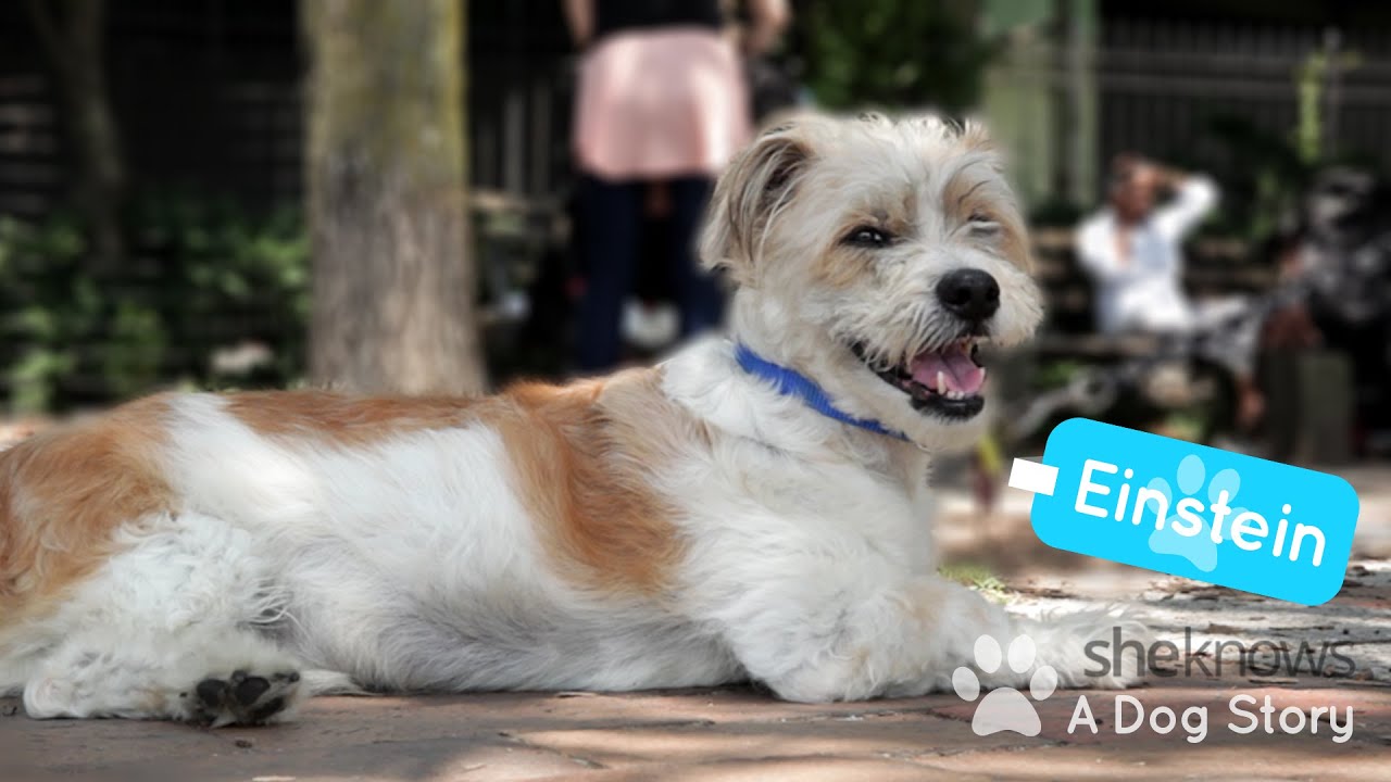 A Dog Story: Einstein - YouTube