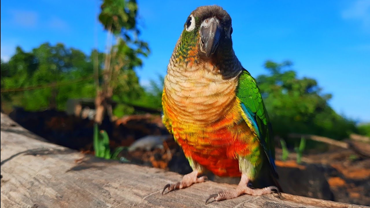 Cute Bird Sounds, Conure Bird Sounds / green cheek conure - YouTube