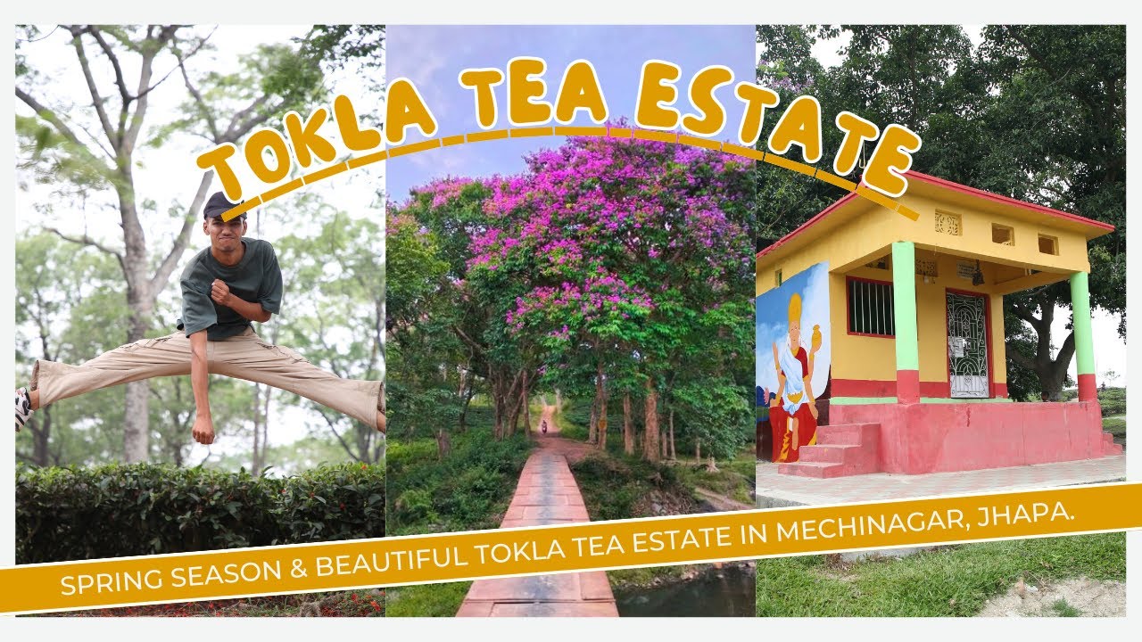 Tokla tea estate | Kakarbhitta | Jhapa #teaestates #rupeshshrestha # ...