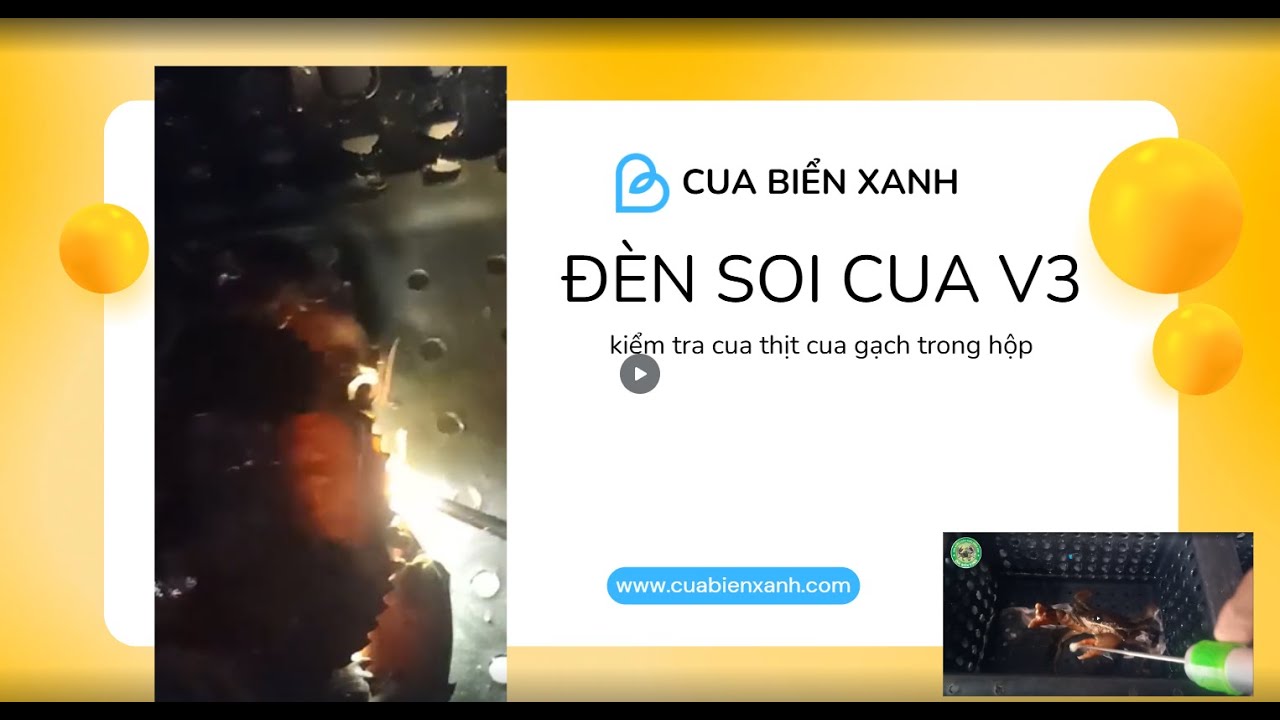 đèn soi cua trong hộp | đèn soi dưới nước | đèn v3 20cm - YouTube