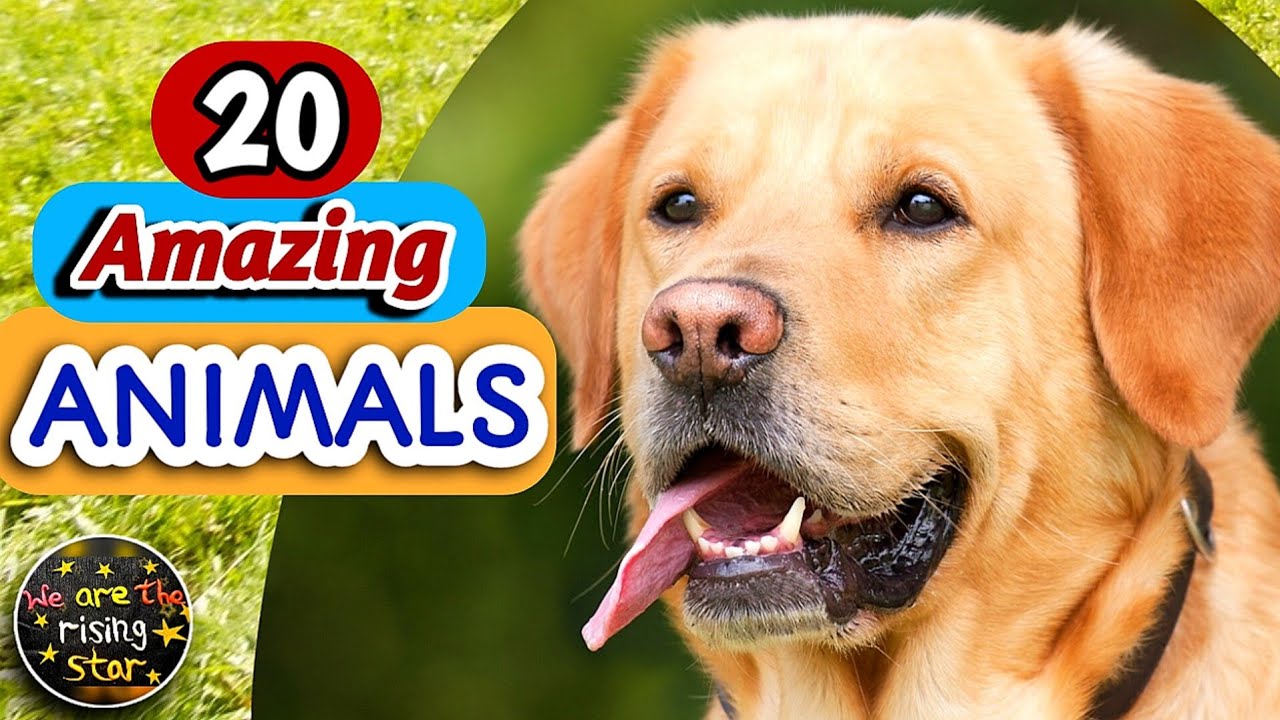20 Amazing Animals | Animal Sounds | English | WATRstar - YouTube