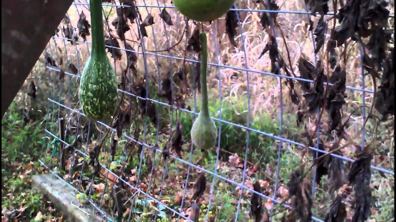 Last update on growing gourds on a trellis - YouTube