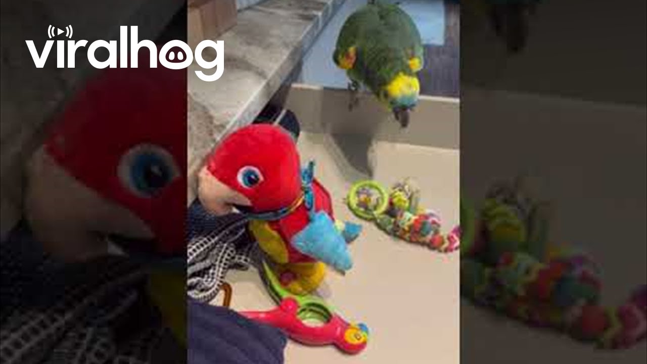 Parrot Plays With Talking Toy || ViralHog - YouTube