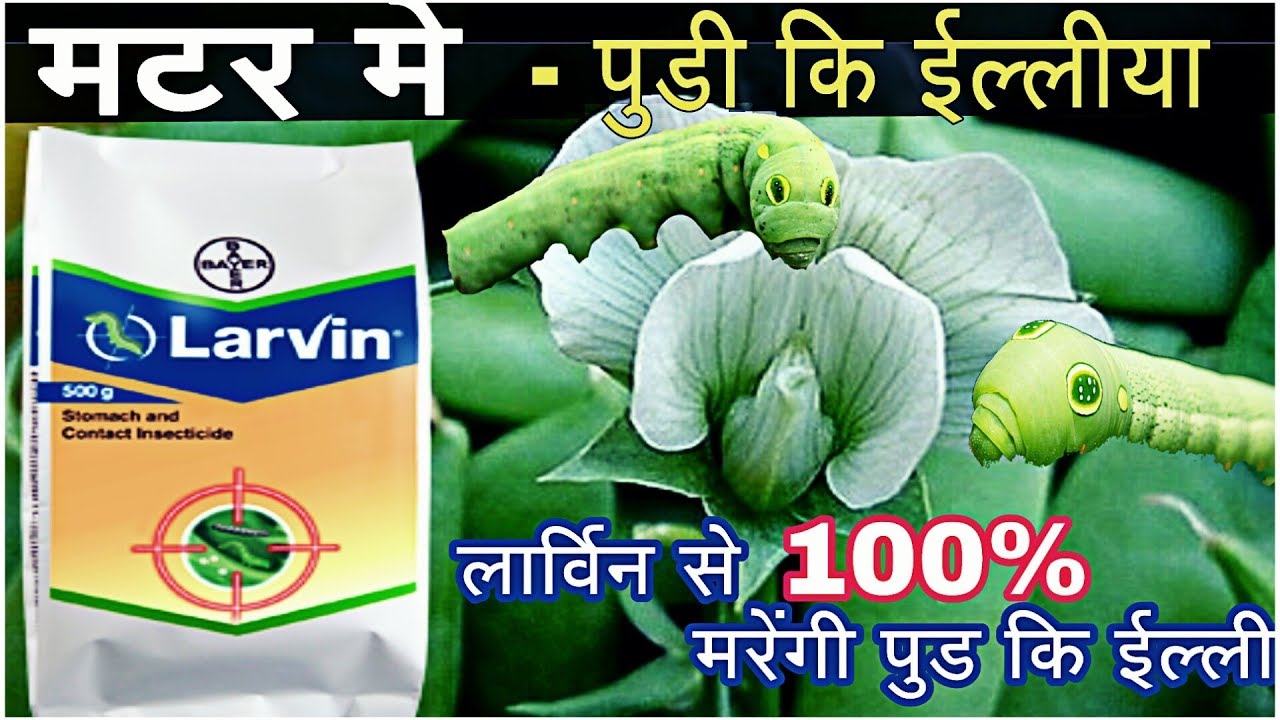 Bayer larvin insecticide | मटर मे पुढ कि इल्ली कि दवाई - YouTube