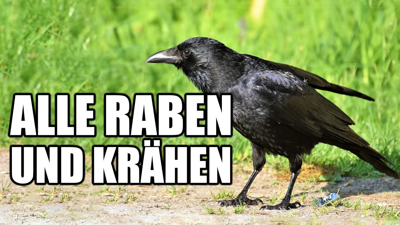 Alle Krähen und Rabenvögel Deutschlands - YouTube