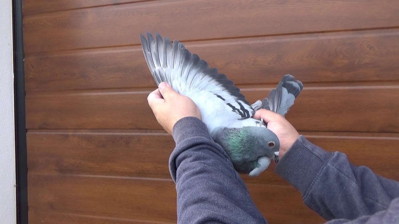 RO 804364 - 2019 orig. Duda Sergiu - YouTube