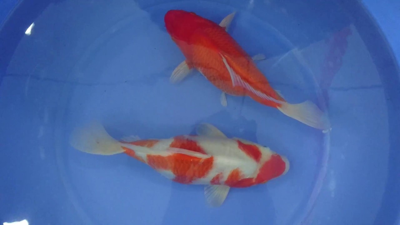 Koi super short body size 30-32cm - YouTube