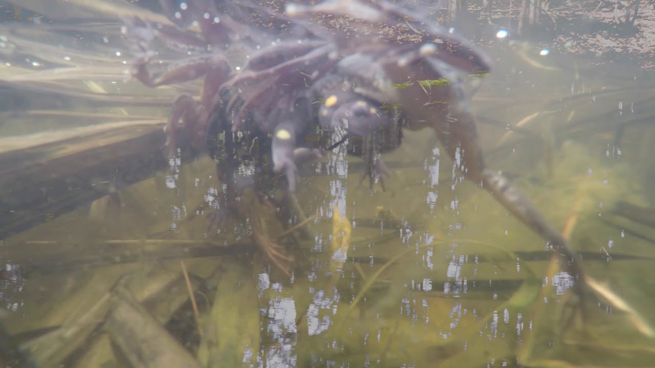 Wood Frogs - YouTube