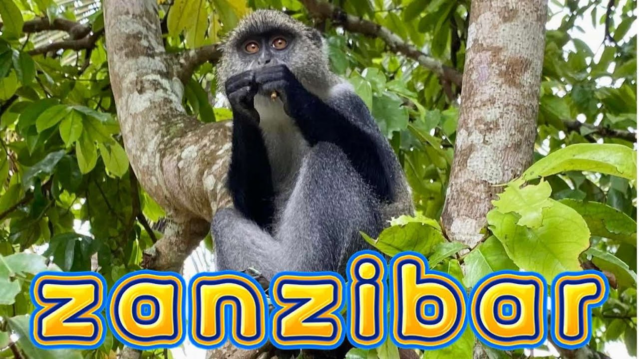 Zanzibar, Jozani Forest National Park, Monkeys, Mangrove walk 05/2024 ...