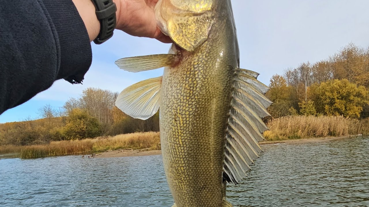 Walleye fall fishing in Alberta jigging for the big ones! - YouTube