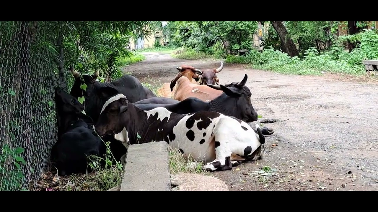 gaay (cow's), bail (ox) - YouTube