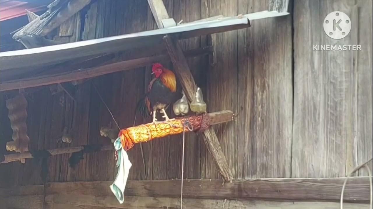 qaib dib qua zoo 2025 - YouTube