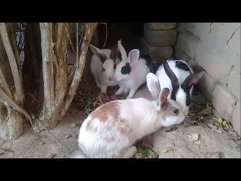 Save the beautiful newborn rabbits and build a mud house for them - YouTube