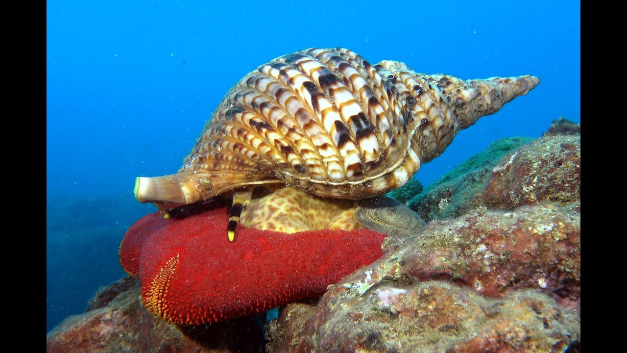 Hawaiian Seashells Live On The Reef - YouTube