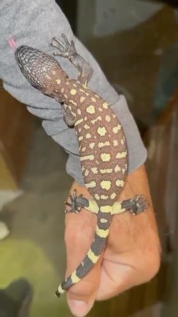 The Rio Fuerte beaded lizard (Heloderma exasperatum) - YouTube