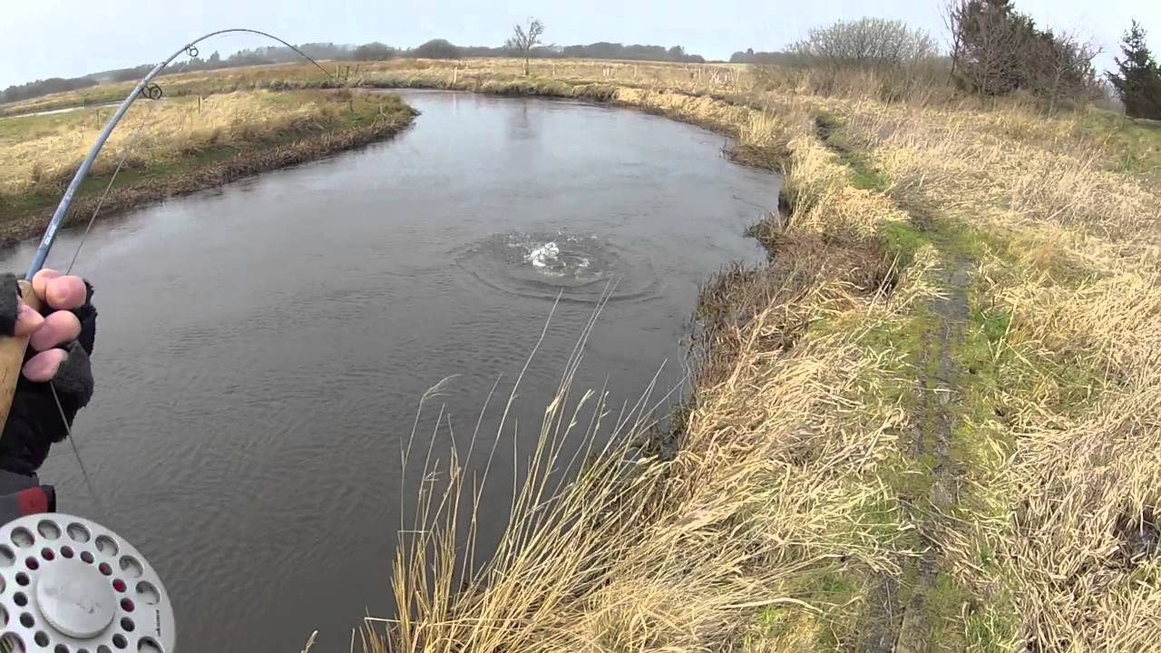 Havørred i Karup Å - YouTube