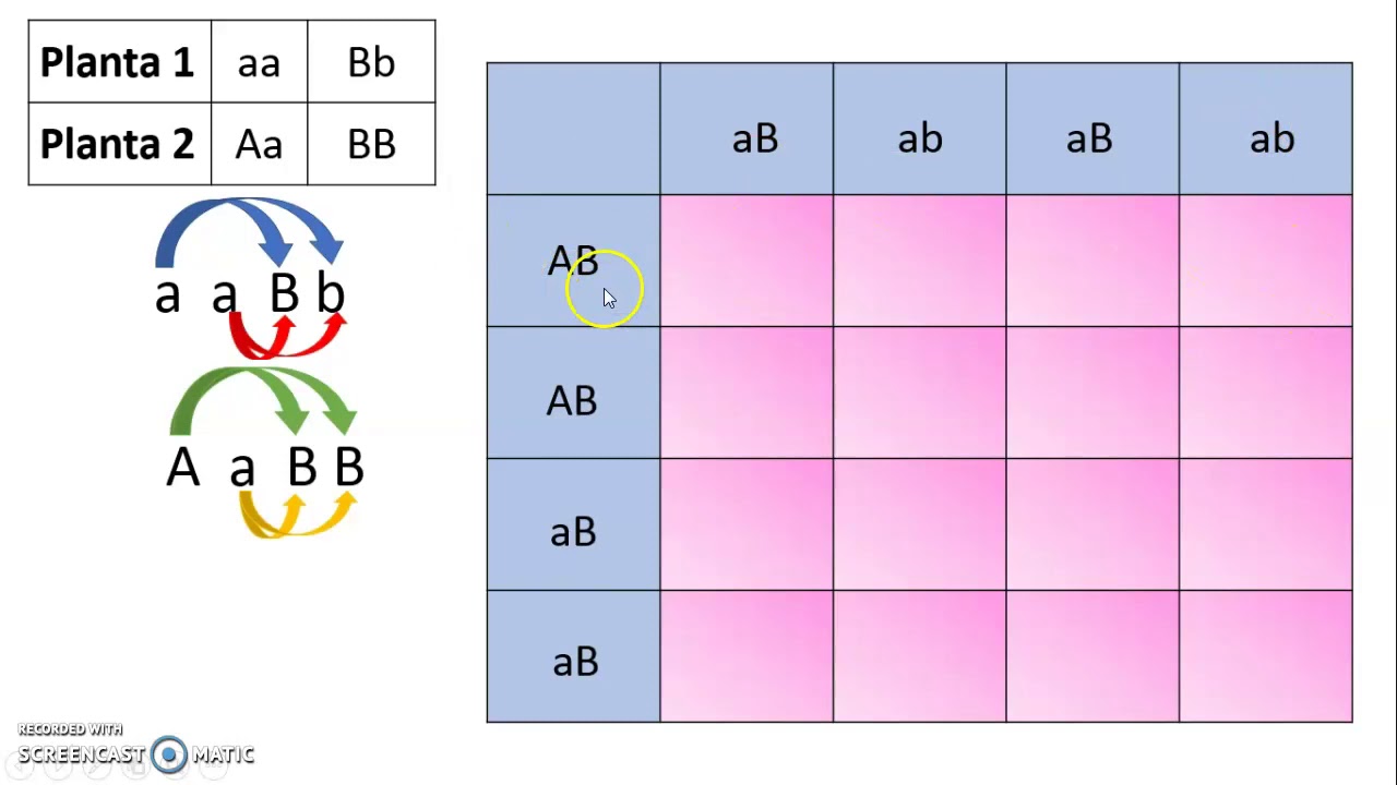 Cruces dihíbridos - YouTube