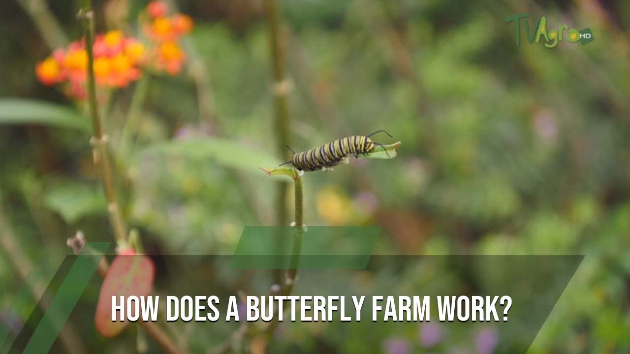 How does a butterfly farm work - YouTube