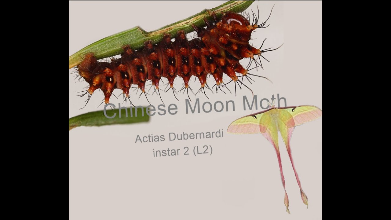Actias Dubernardi 2 instar (L2) - YouTube