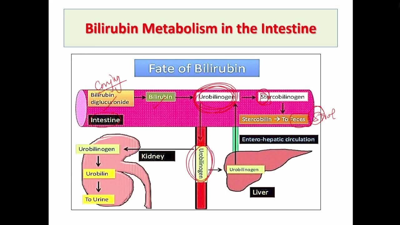 GIT Biochemistry Tutorial for Final (Part 1) - YouTube