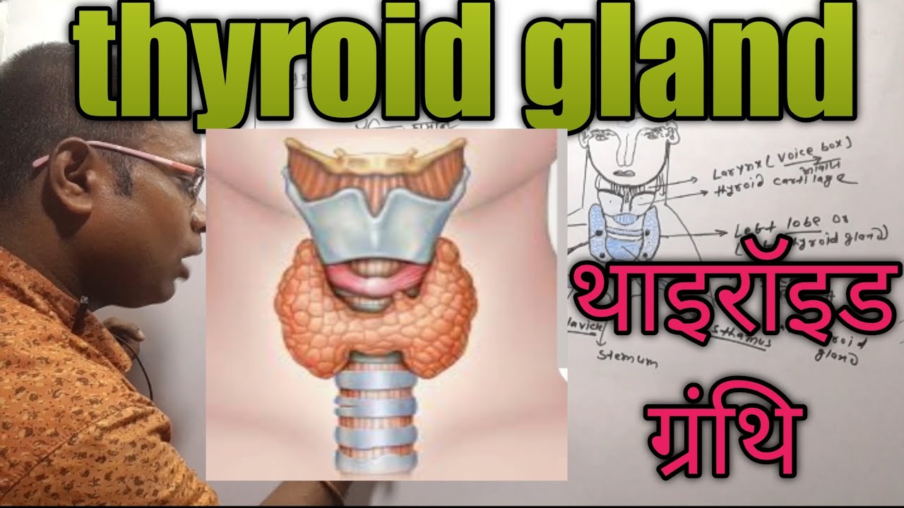 thyroid gland#thyroid gland anatomy & physiology#thyroid gland function ...