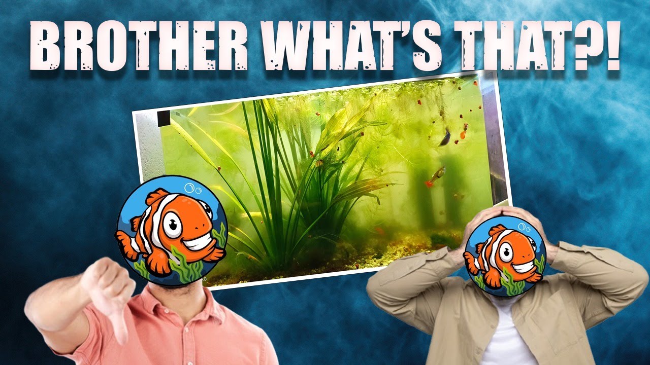 YOU Won’t Believe These Fish Tank Disasters... - YouTube
