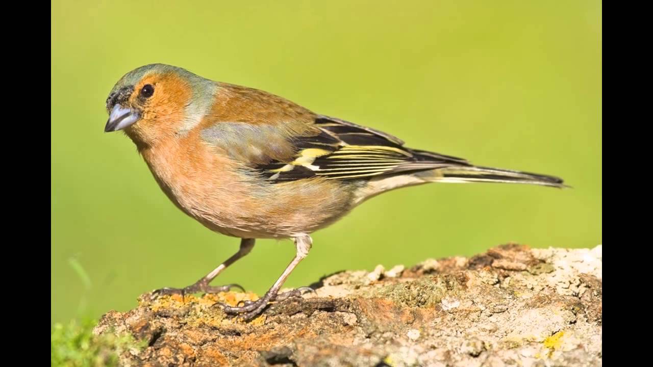 Canto del Pinzón - Cantos de Aves - Singing Birds - Video HD - YouTube